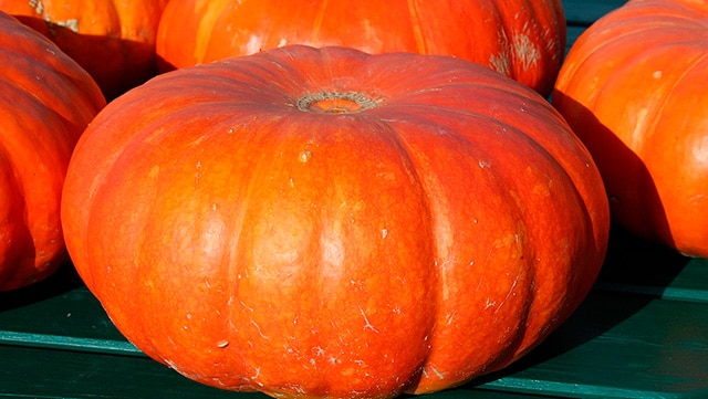 Courge - Nature Sciences Santé