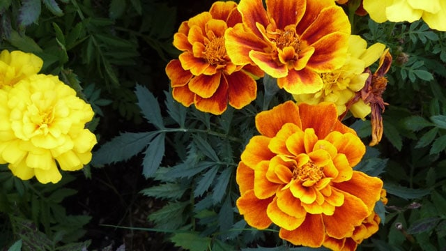 Lutéine - Nature Sciences Santé