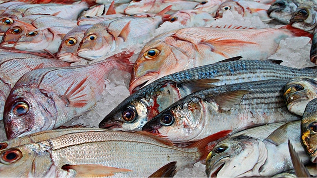 Poisson - Nature Sciences Santé