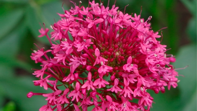 Valériane - Nature Sciences Santé