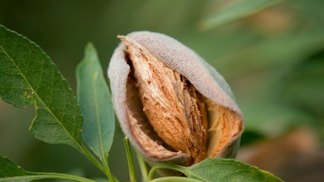 Amandes et composition - Nature Sciences Santé