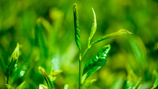 Thé vert - Nature Sciences Santé