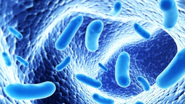 Lactobacilles - Nature Sciences Santé