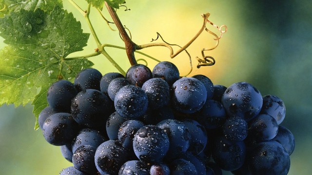 Resvératrol - Nature Sciences Santé