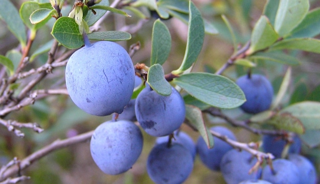 Myrtilles - Nature Sciences Santé