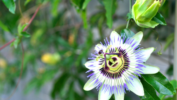 Passiflore - Nature Sciences Santé
